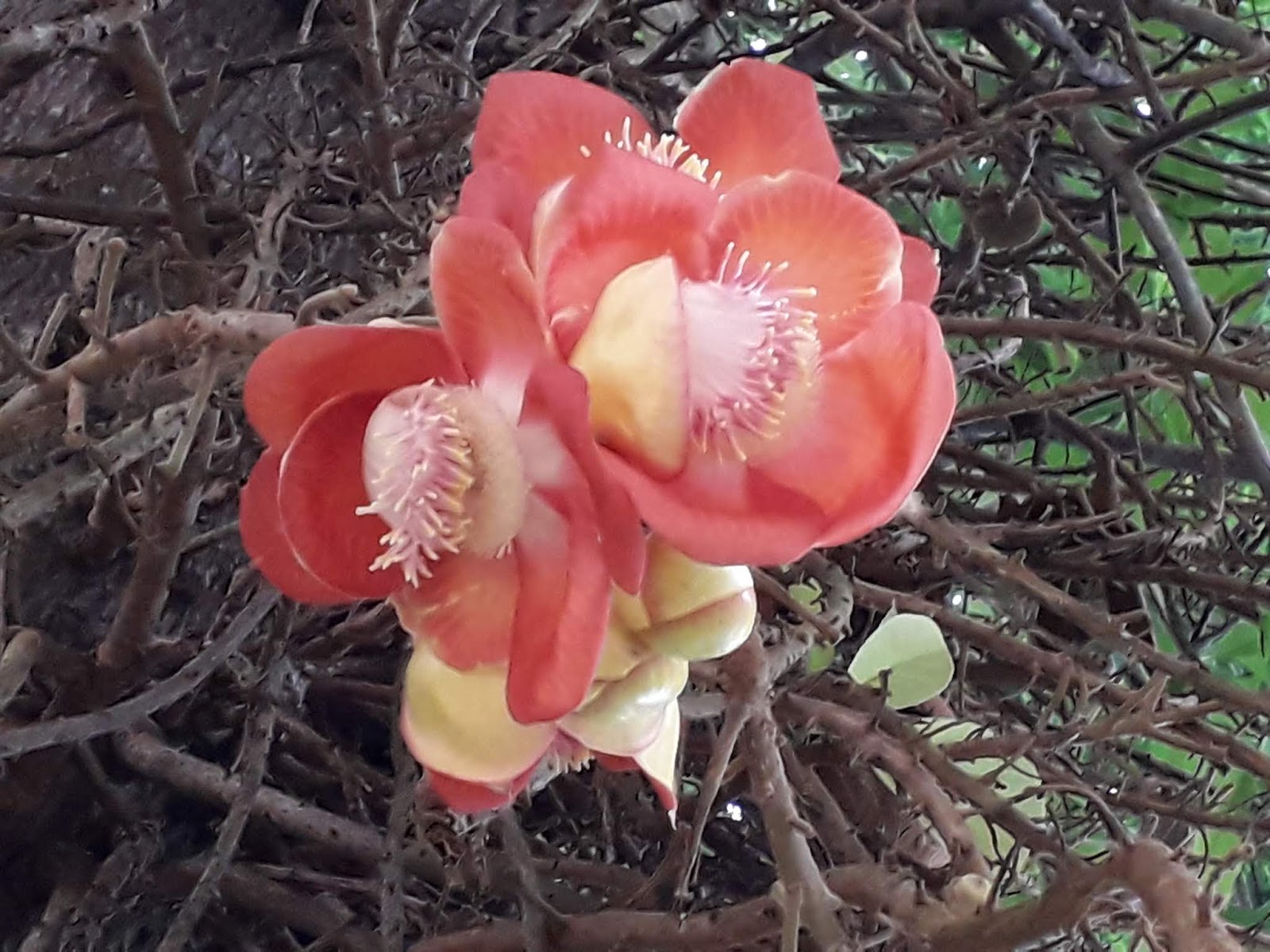 Nagalingam (Cannonball Tree)