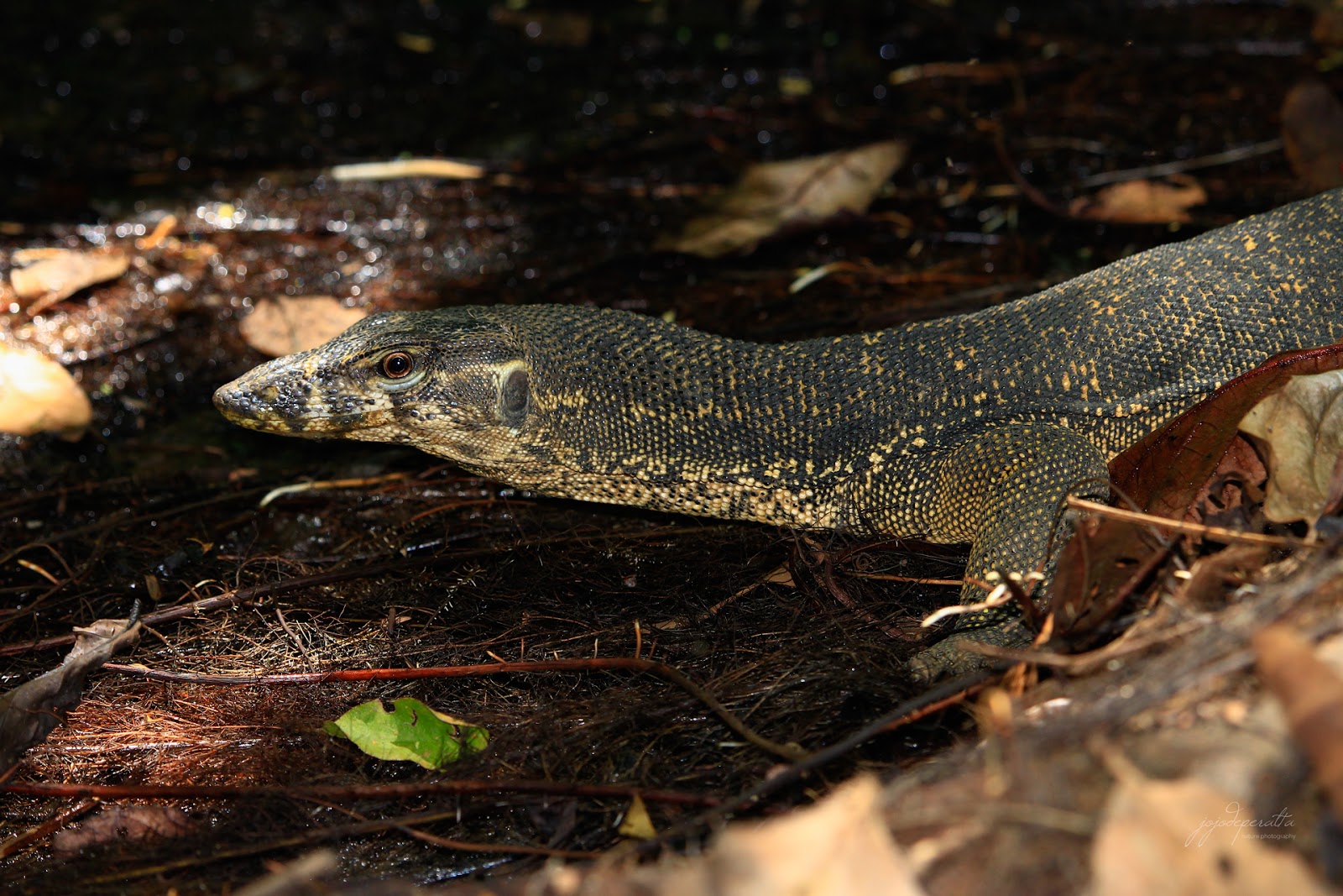 Palawan Water Monitor