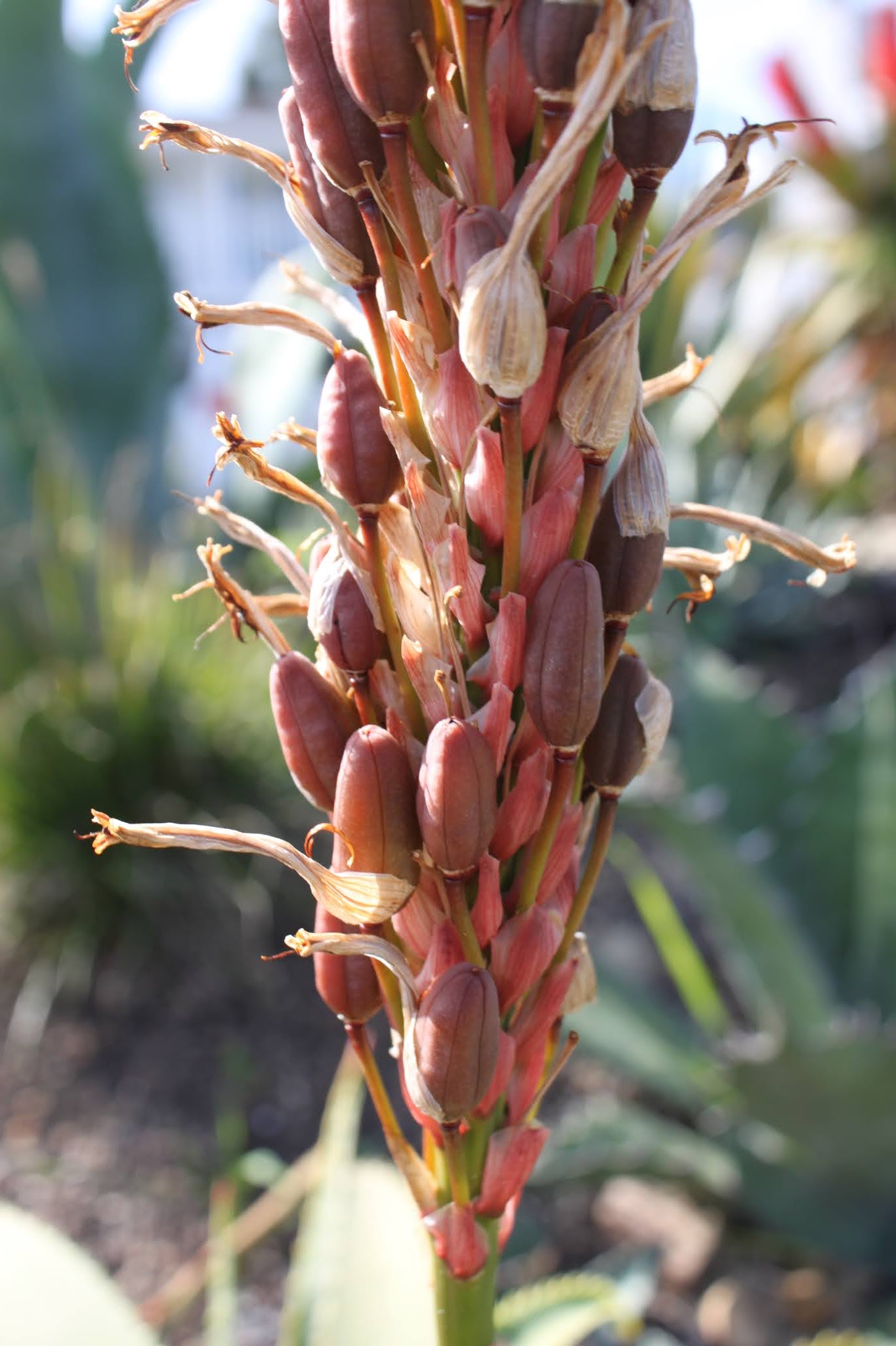 Aloe and Agave Seedlings in the Grow Tent