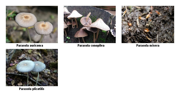 Guía de Setas y Hongos de Navarra.: Parasola misera (P. Karst.) Redhead ...