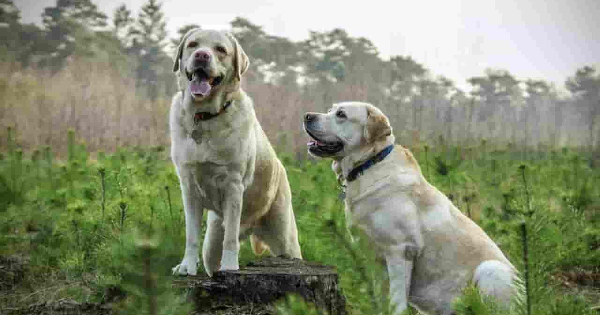 2023 Mexican Dog Breeds Top 6 Most Interesting Mexican Dogs That 2023-mexican-dog-breeds-top-6-most-interesting-mexican-dogs-that