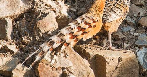 Cheer pheasant | Birds of India | Bird World