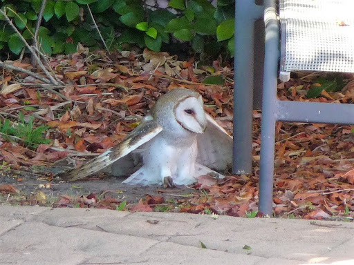 Birding - Tweed Heads - Australia: Tweed Bird List with Photos