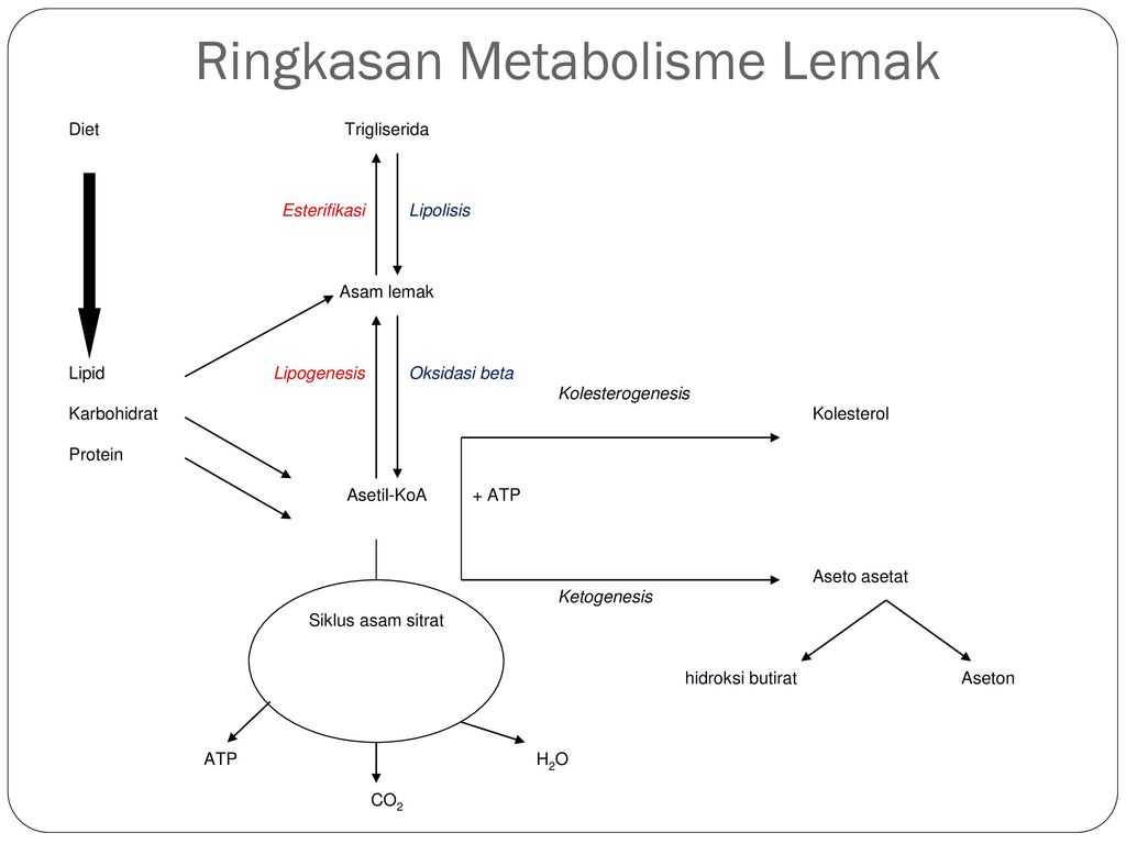 Metabolisme lipid