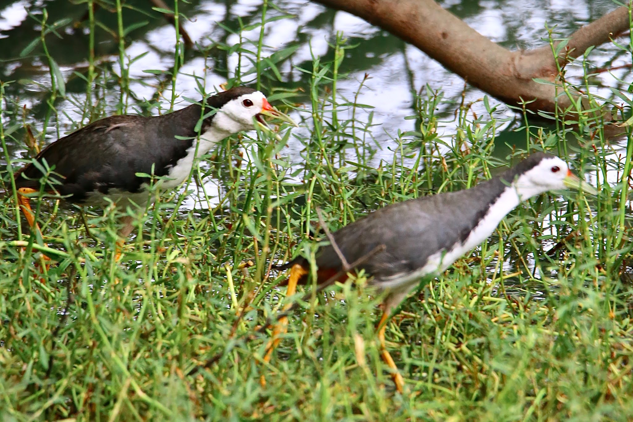 The Bold White Breasted Waterhen