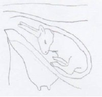 Distokia "Sunsang" Pada Sapi Alhamdulillah Induk dan Si Bayi Selamat