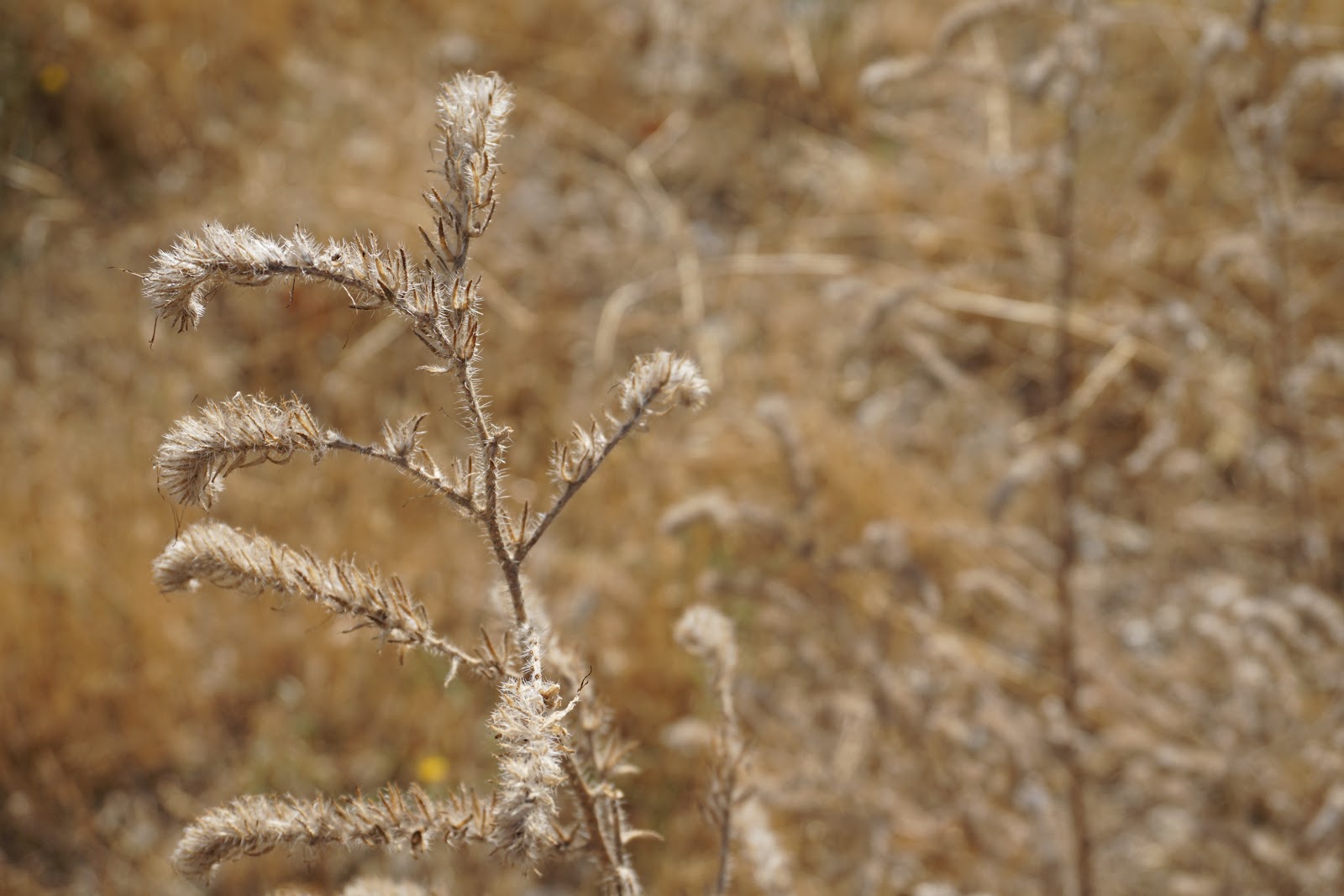 Plantas de Huerta Otea, Salamanca: Viborera, buglosa, chupamieles ...