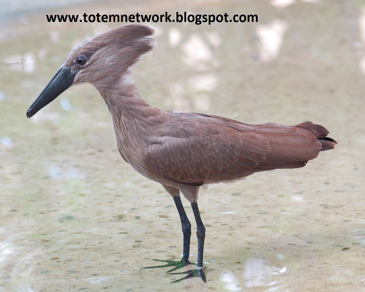 Impundulu (The lightning Bird)