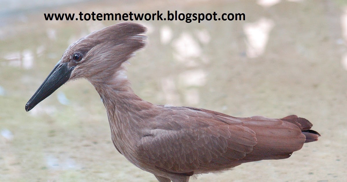 Impundulu (The lightning Bird)