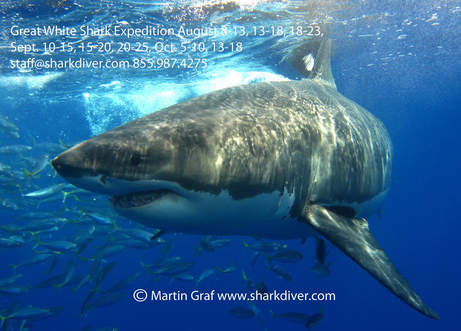 Have a real Shark Week! - SharkDiver