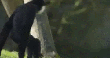 Funny animal gifs - part 198 (10 gifs) | Amazing Creatures