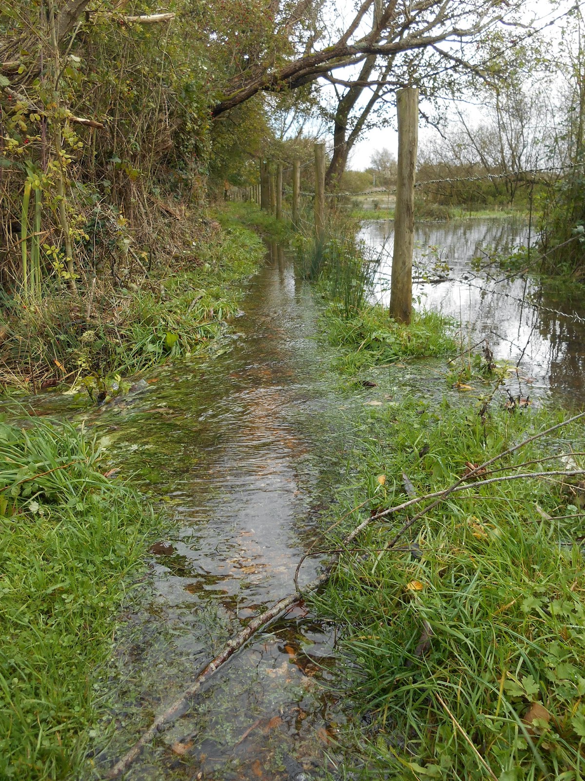 Nature Notes and Observations: High Spring Tide at Redbridge and Lower ...