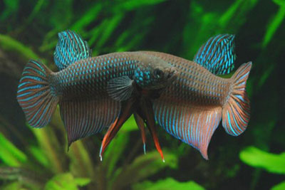 Aquarium fish Family Labyrinth(Belontiidae): Betta, Gourami(Trichopsis ...