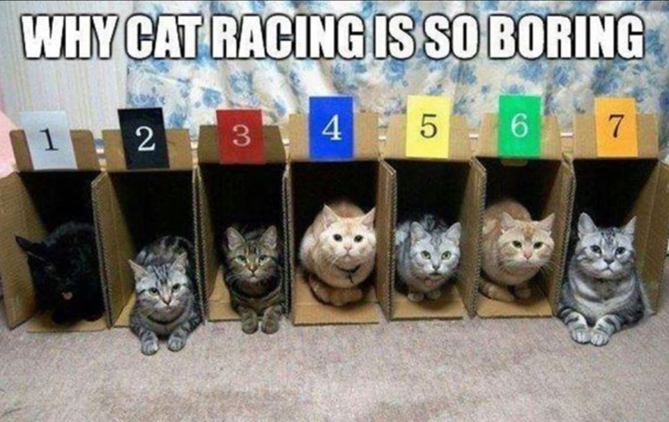 Kath's Daily Smile: Cat racing ...