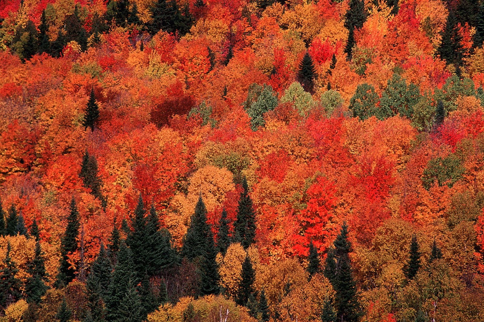 Las historias de Doncel: La taiga: presentación PREZI sobre el bosque ...