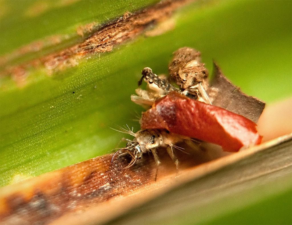 Real Monstrosities: Green Lacewing