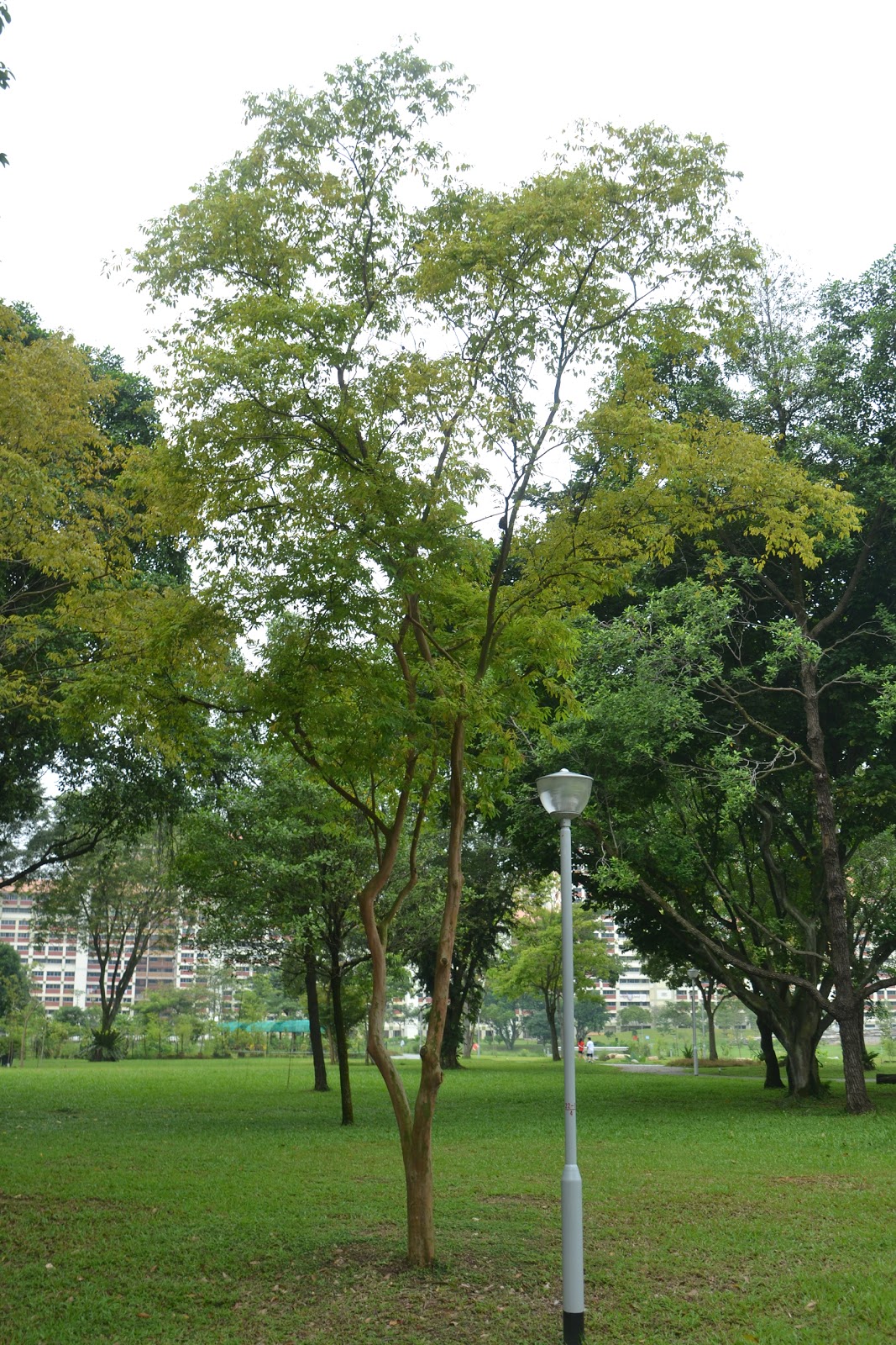 Cratoxylum cochinchinense - Alchetron, the free social encyclopedia