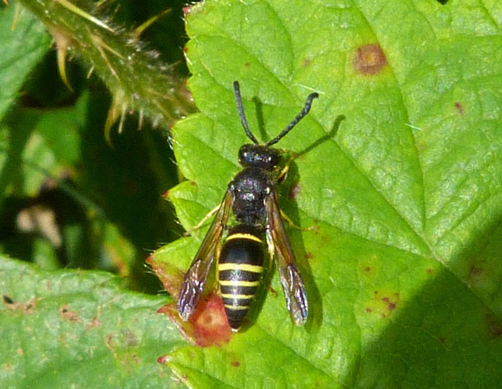 Insects of Scotland: Bees/Wasps/Ichneumons/Sawflies/Ants