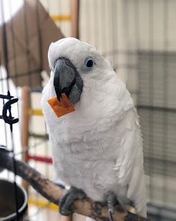 Cockatoo Cottage: How To Set Up Your First Cockatoo Cage