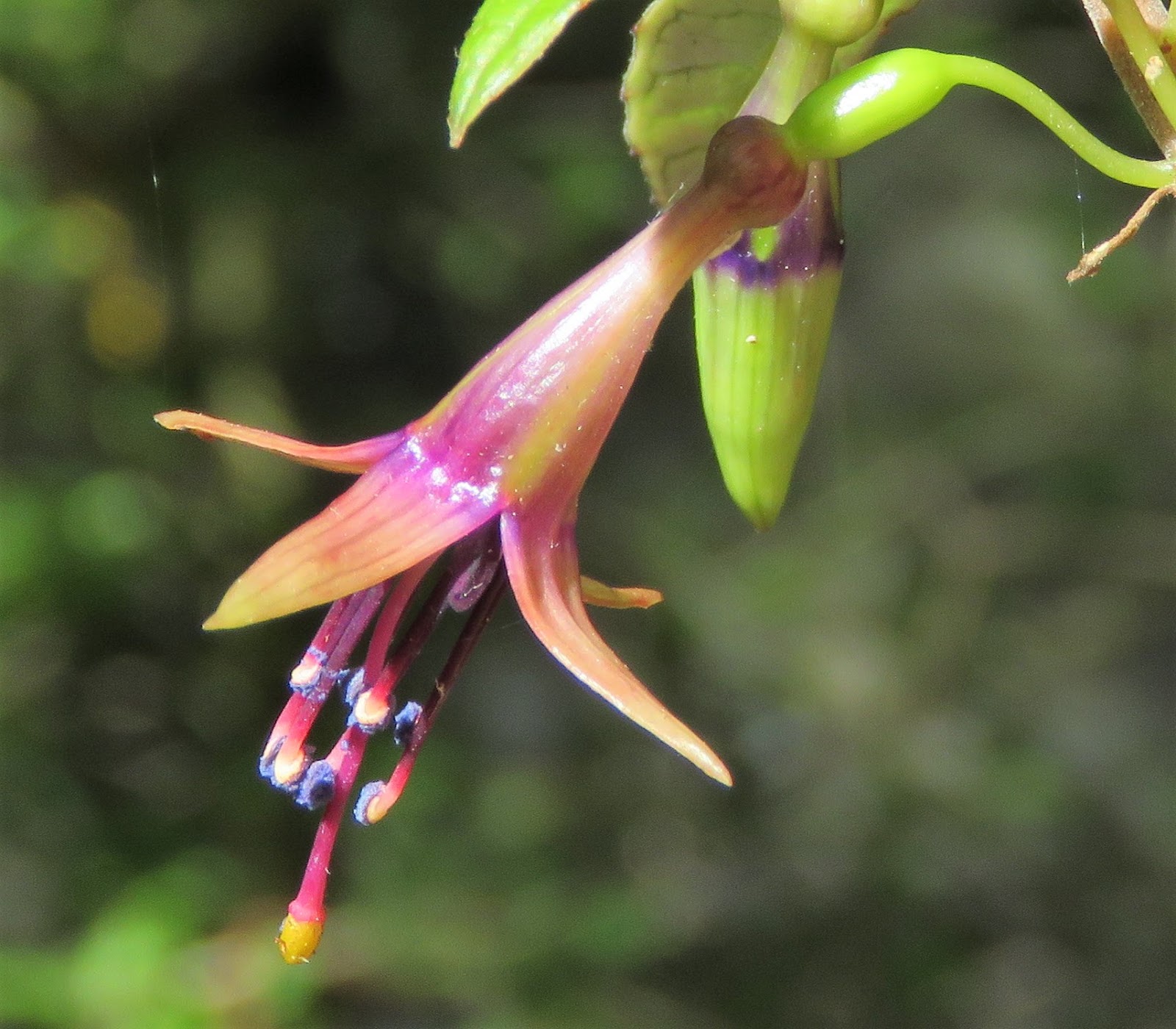 New Zealand's tree fuchsia subject to possum deciduousness