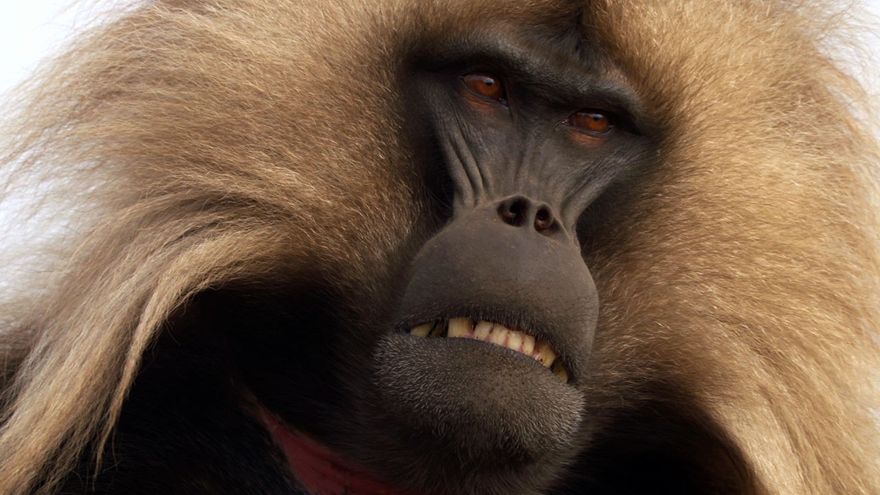 TOP 7 FACTS ABOUT BABOONS