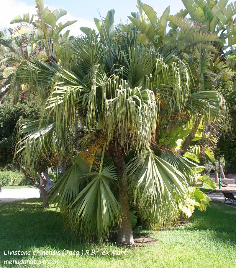 El Jardí de Menuda Natura: Livistona