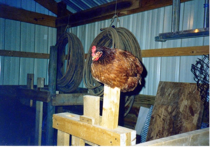 Homestead Hill Farm: Here Chick, Chick