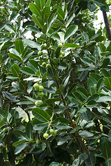 Aesthetic Candles: Aromatherapy with Foraha (tamanu) Essential Oil