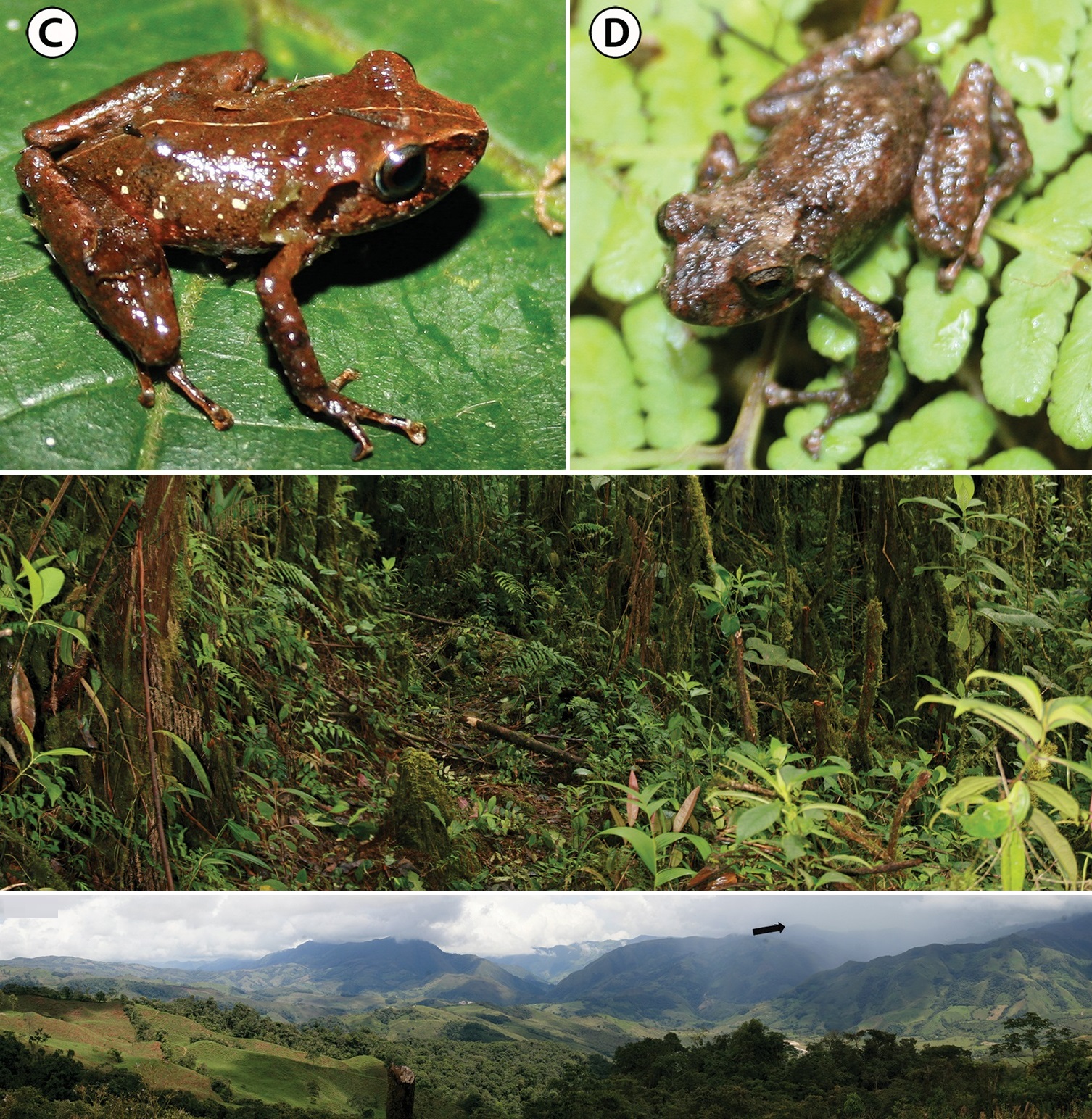 Species New to Science: [Herpetology • 2020] Pristimantis chamezensis ...