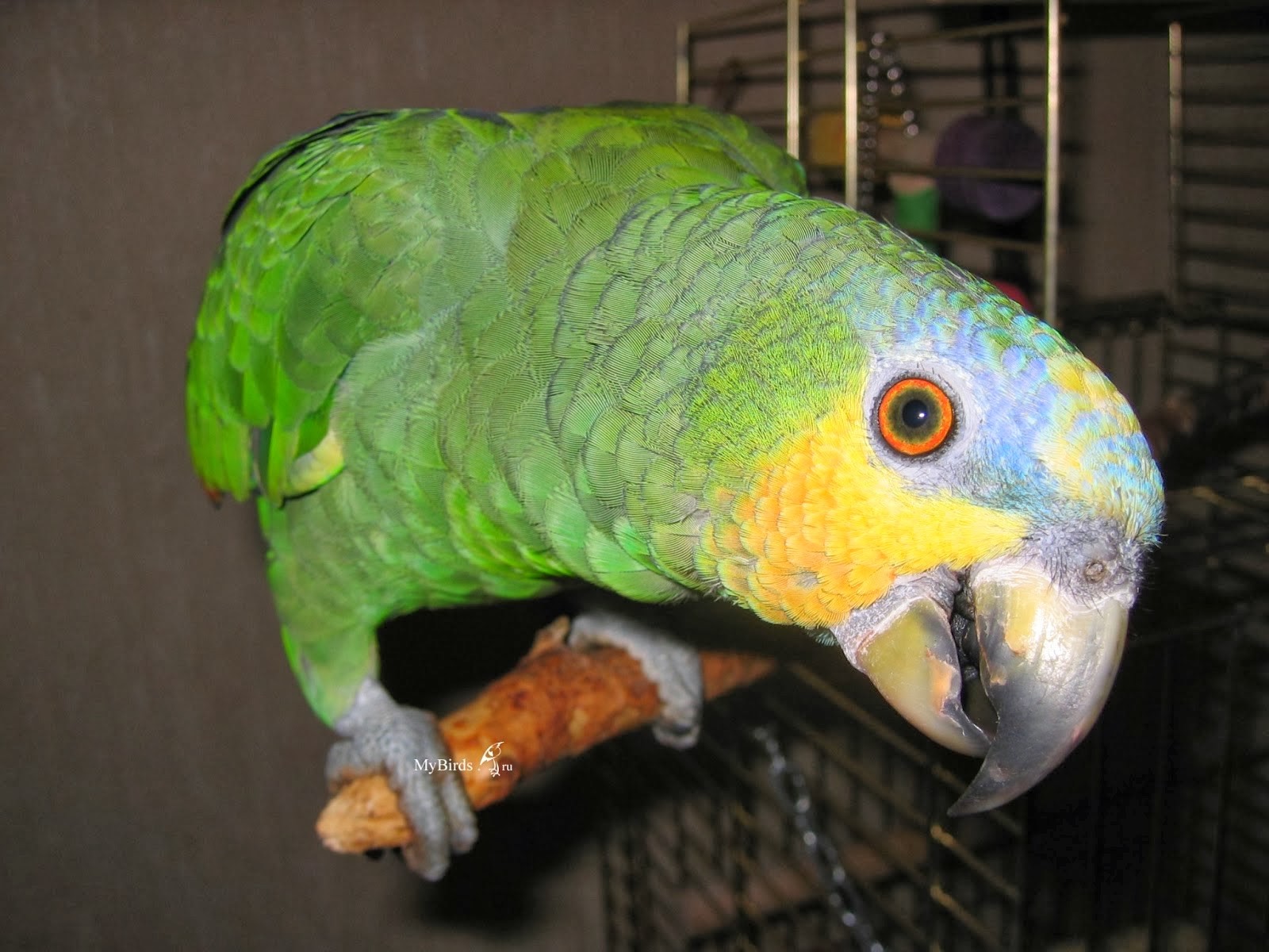 Lecturas, yantares y otros placeres: La lección del lorito