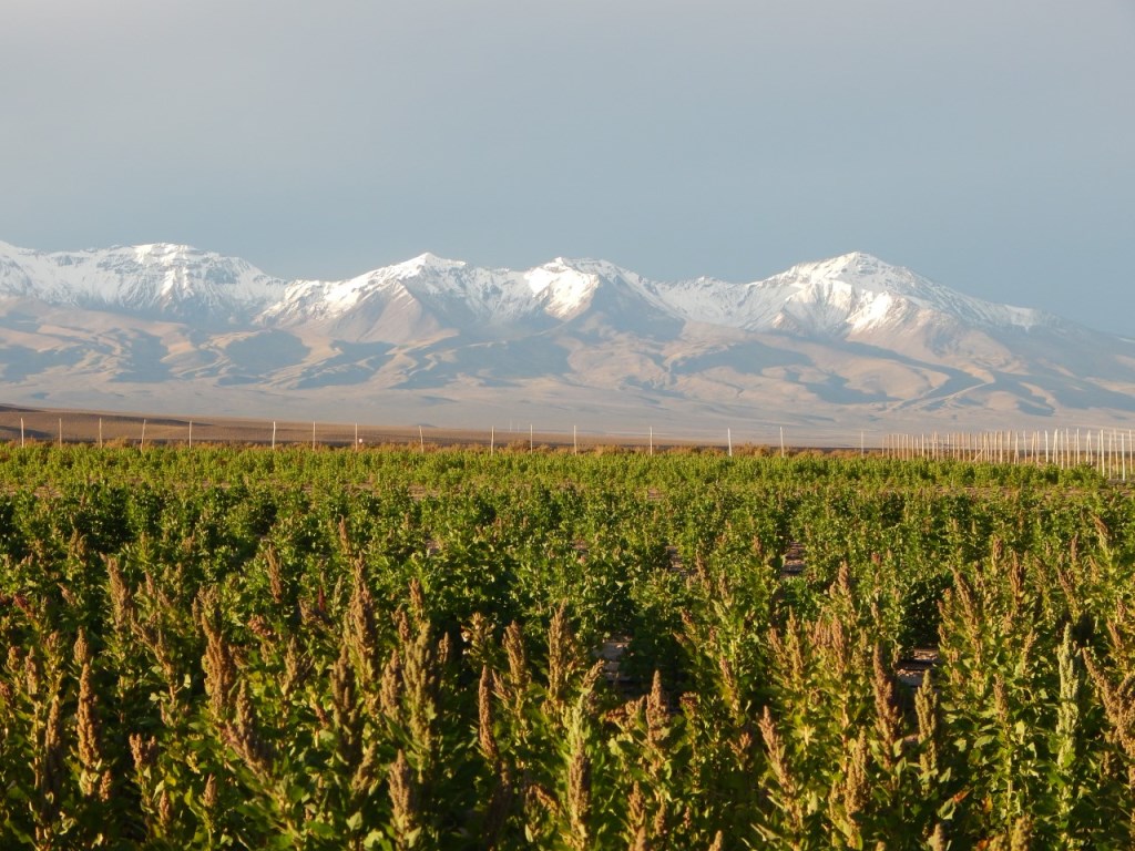 Así Surgen...: Productores de quínoa se capacitan en certificación de ...