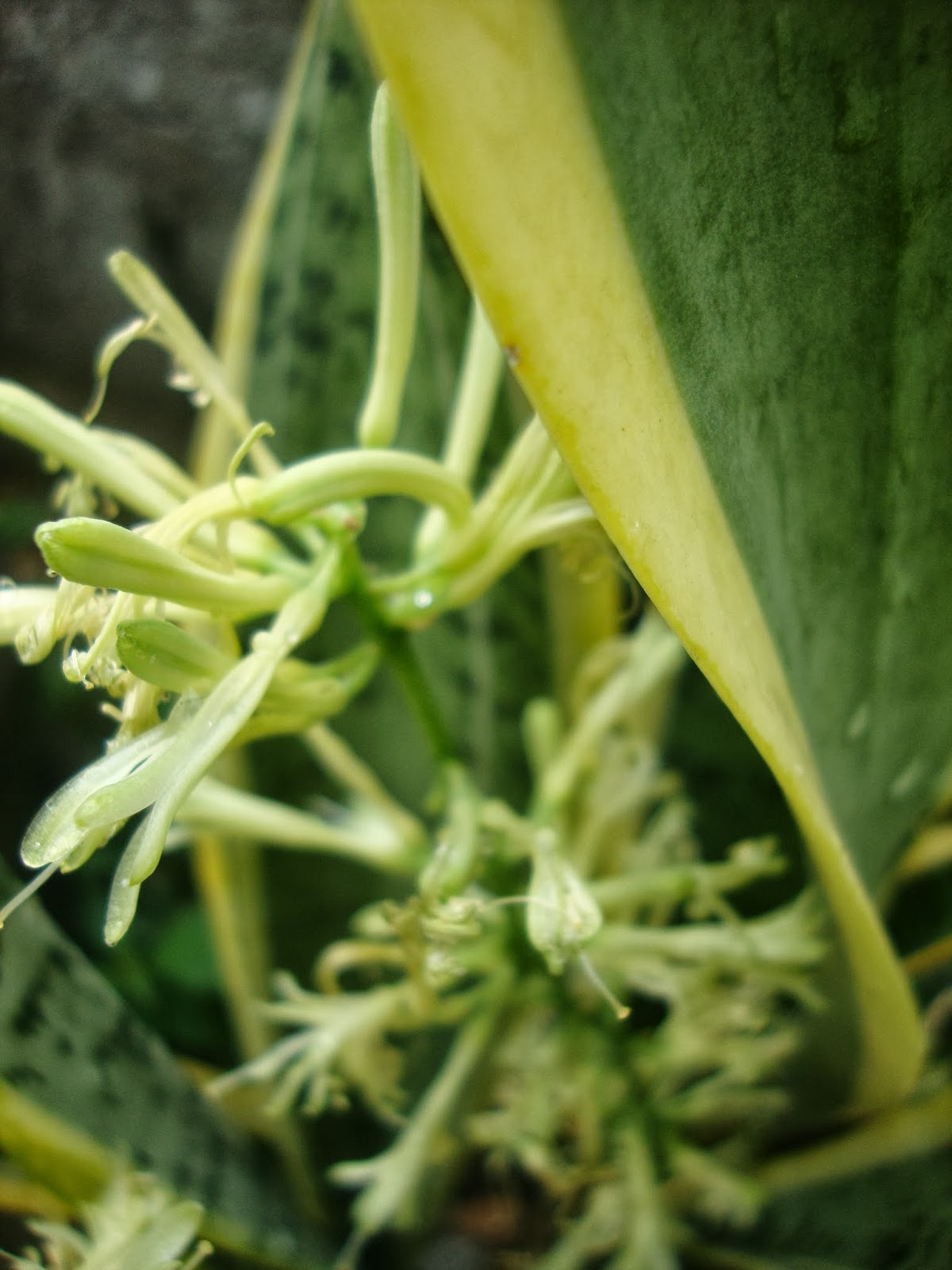 My Blog ... Activities: Espada Plant Flower