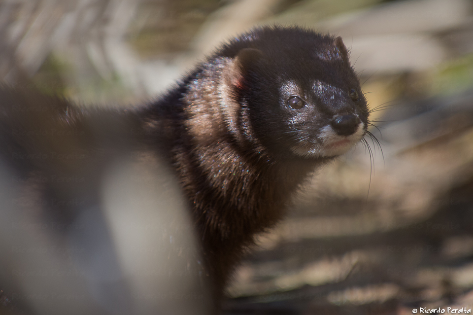 Ricardo Peralta. Fotógrafo de Naturaleza: Visón europeo (Mustela lutreola)