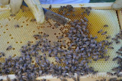 Sweetpea's Bees and Other Musings: Lessons from the Fight of the ...