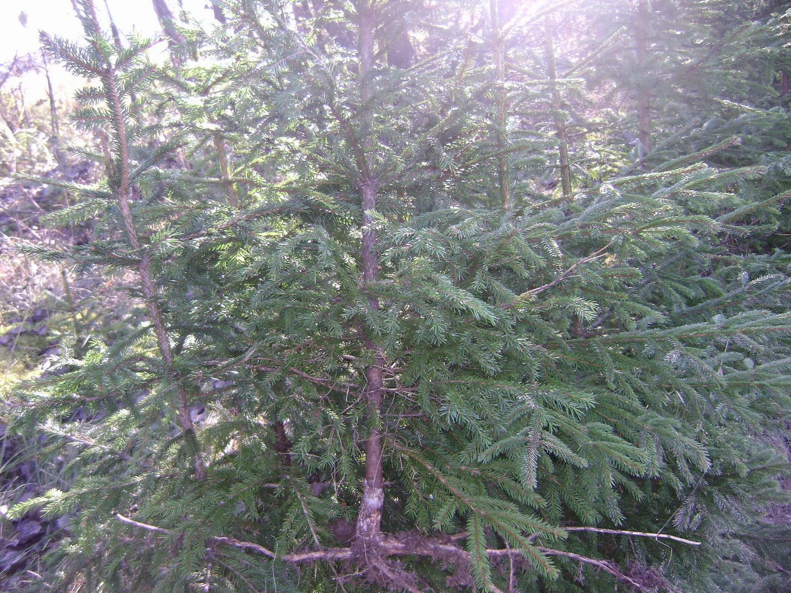 Pomi fructiferi si Arbusti - Material saditor: Plante dendrologice ...