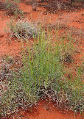 Variety of Life: Triodia