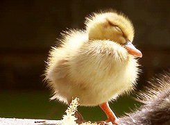 cute duckling gifs - sevimli ördek yavrusu gifleri - Renkli Duvar