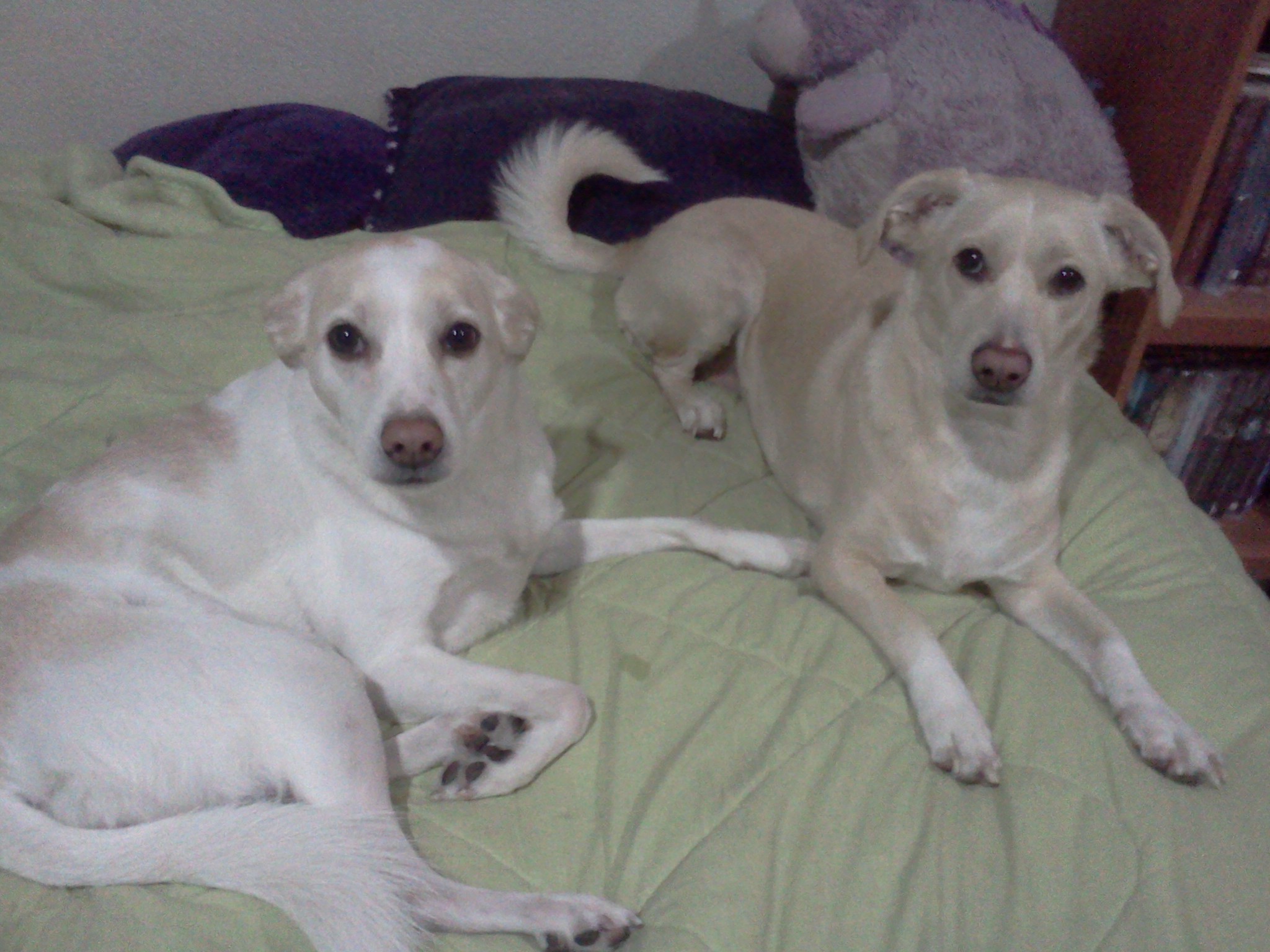 El Librero de Tetsu Hana: Conoce Chicas Magazine de Olivia Kiss