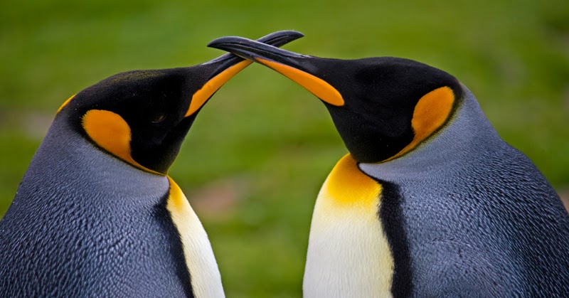 Zoo Jobs: Penguin Trainer