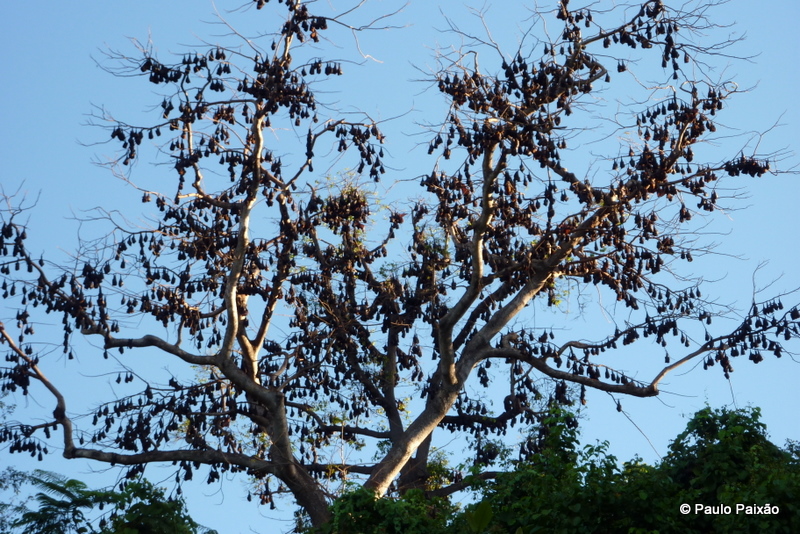 Mamíferos: Acerodon jubatus