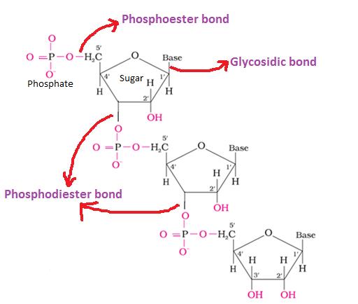 PrepBiology: MOLECULAR GENETICS 1