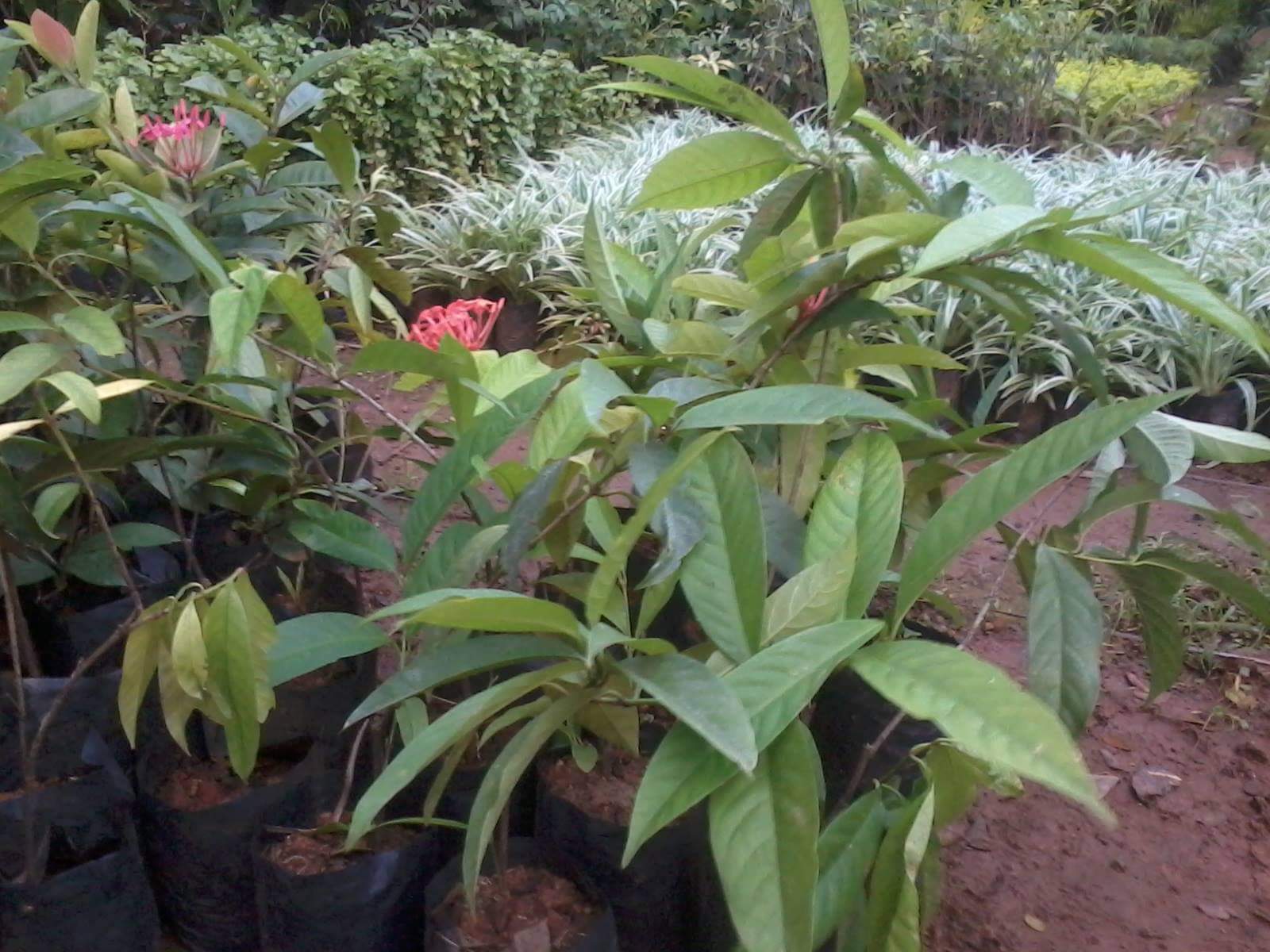 KANYAKUMARI TOURISM: Kuzhithurai Vavubali Exhibition - Kanyakumari