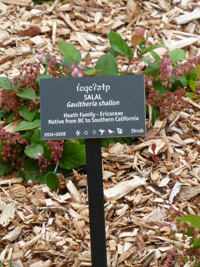 Victory Gardens for Bees: Ground Cover for Bumble Bees