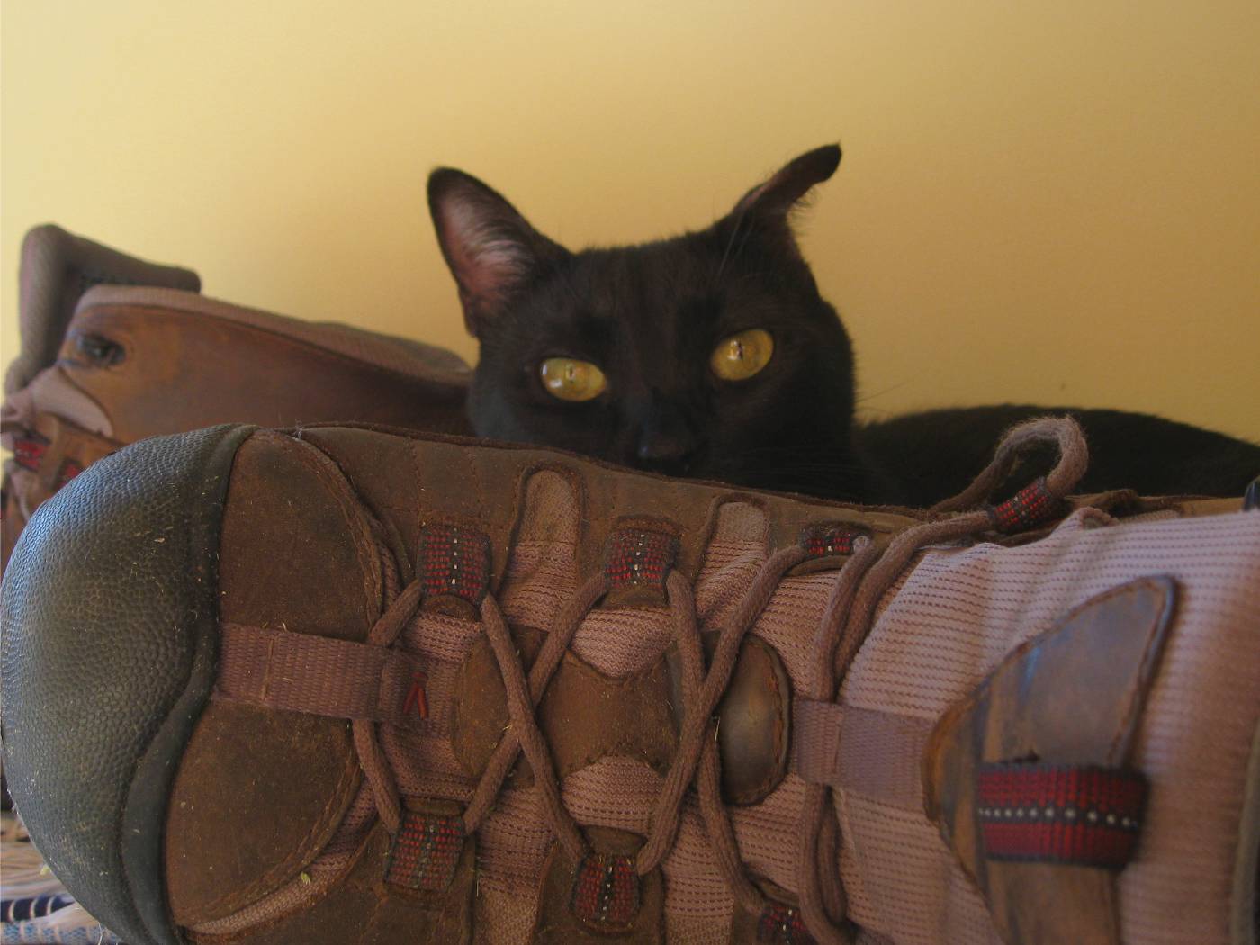 Shari's Chocolate Box: June 2011