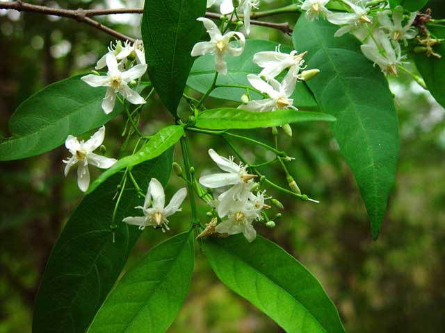 SS Moments: White Tree Flowers