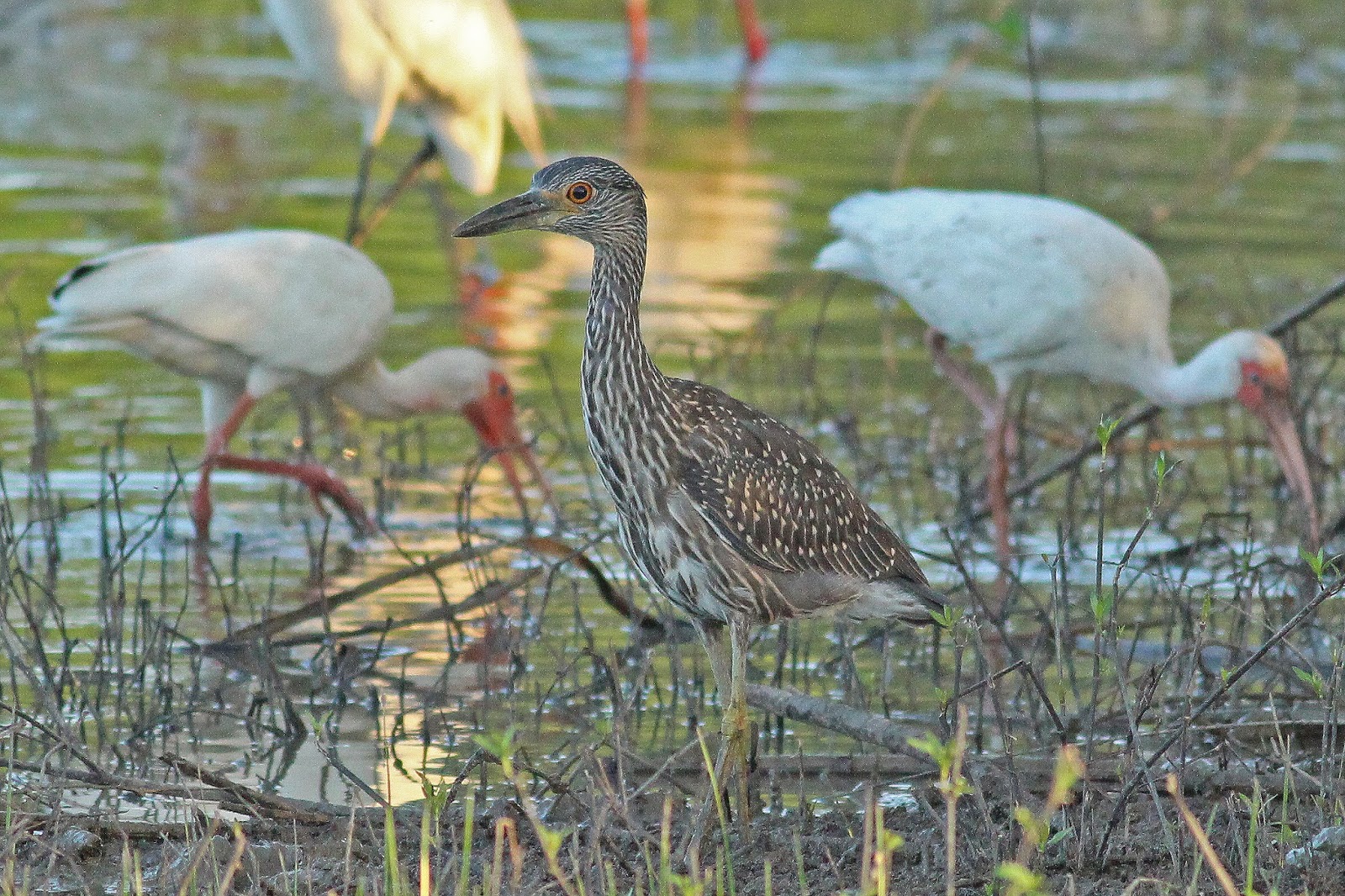 Dallas Trinity Trails: Great Trinity Forest Wading Birds