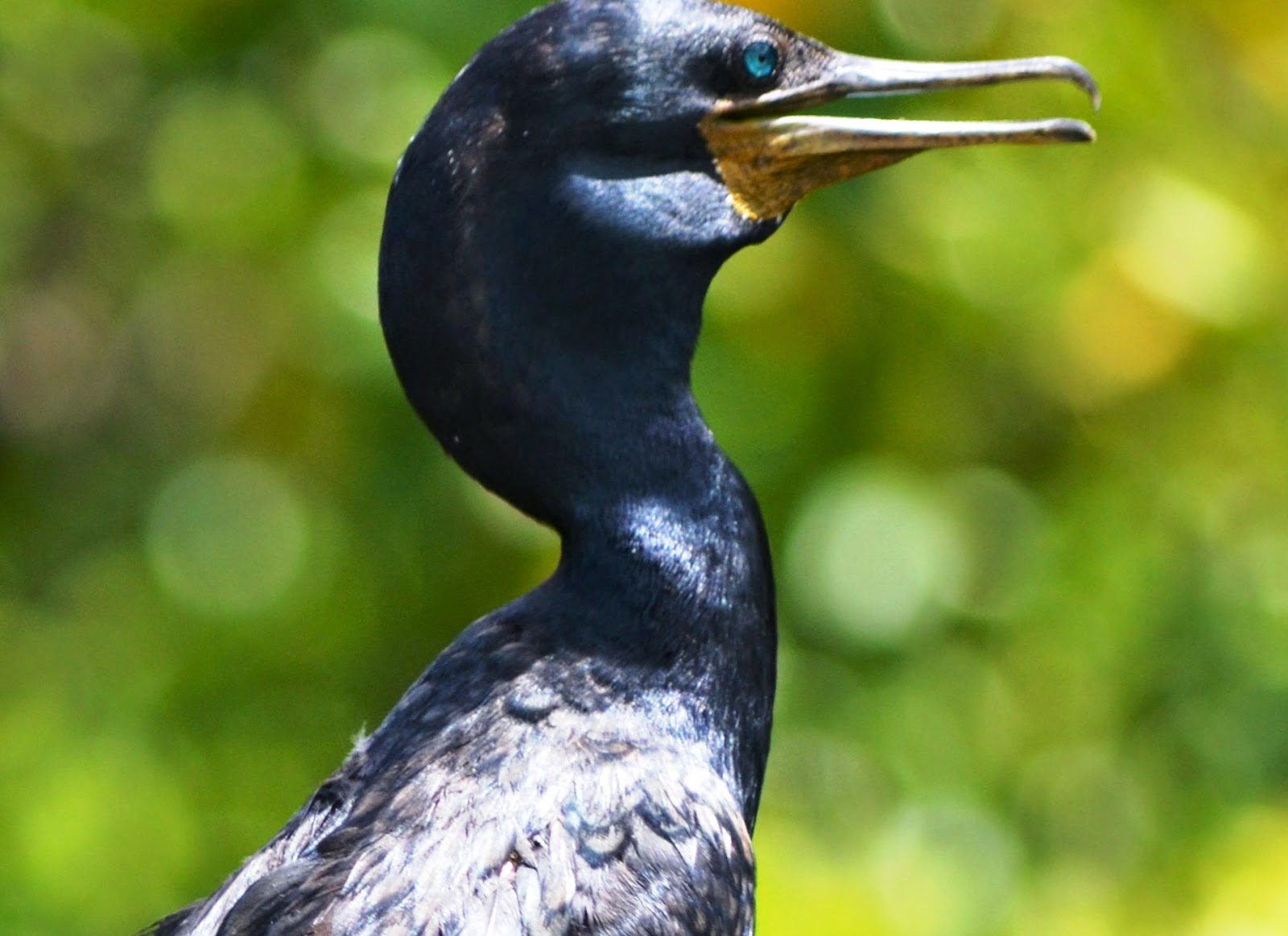 Imagens da vida animal: Avifauna do Sri Lanka # 5: Corvo-marinho ...