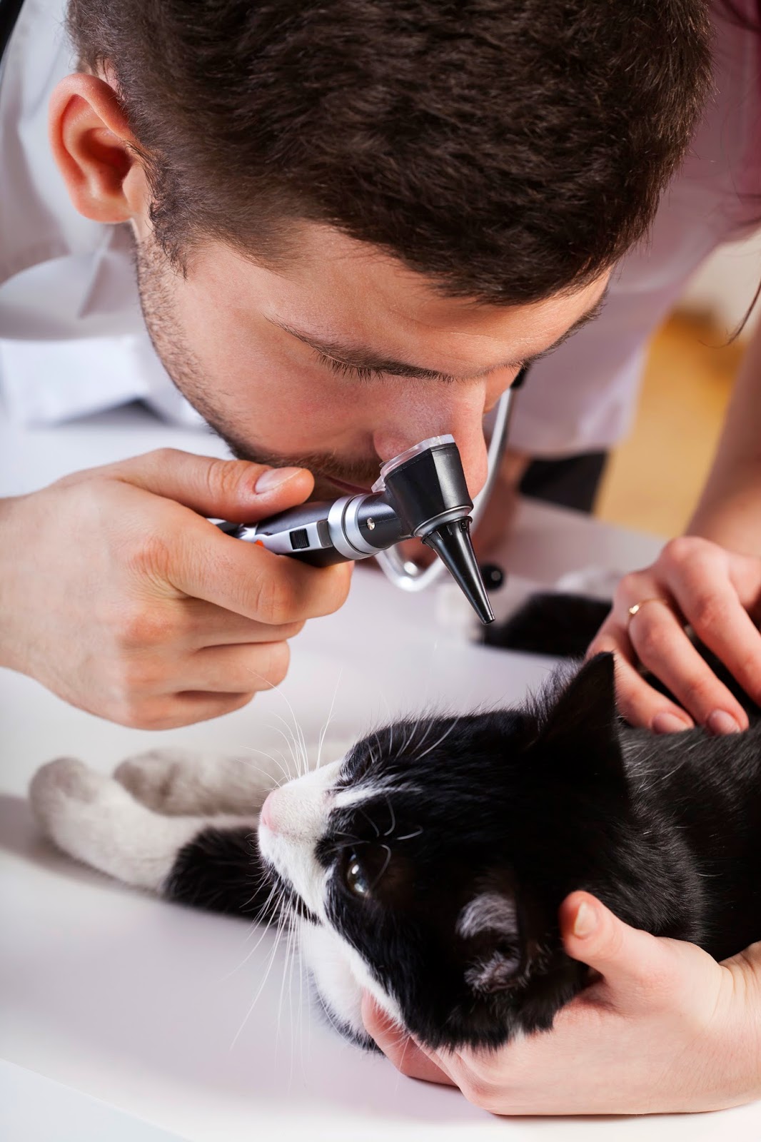 Bregman Veterinary Group: Why Are Routine Veterinary Visits So Important?