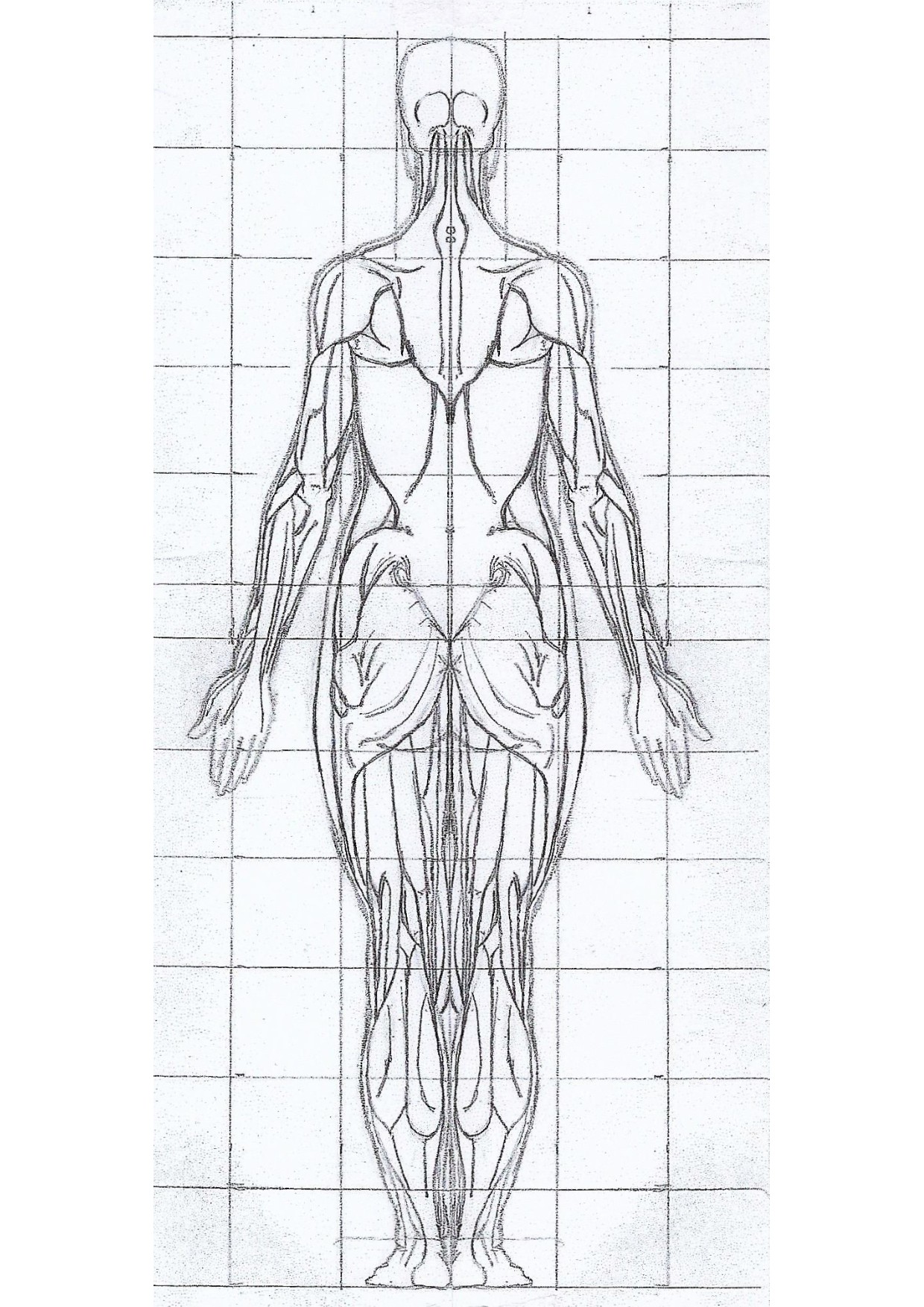 Artistic Anatomy Glasgow: Grid Gym: advanced female surface anatomy ...