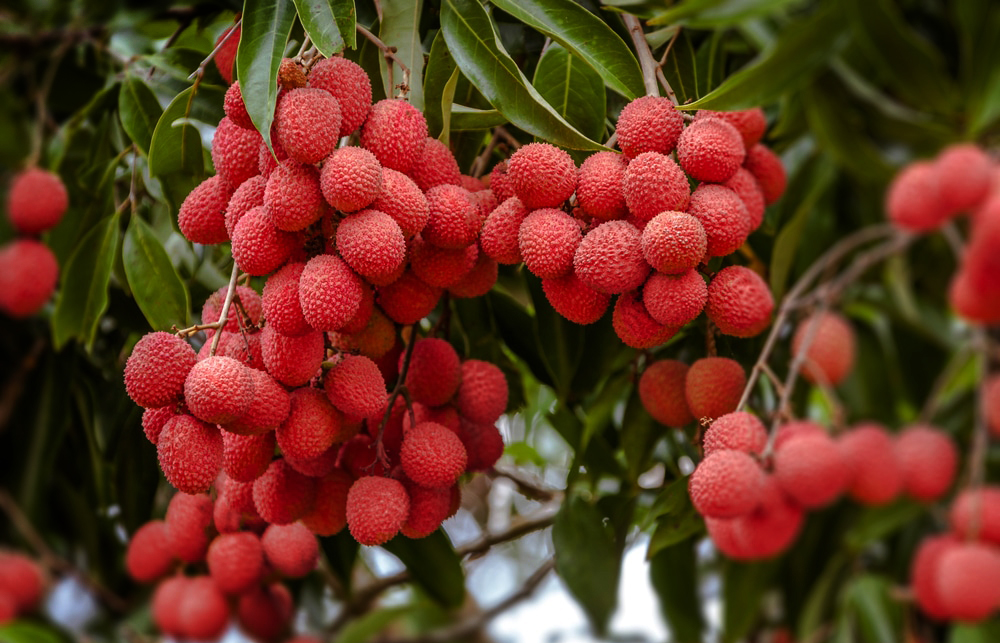 Yang Guifei, Precious Consort Yang (Tang) - - 杨贵妃